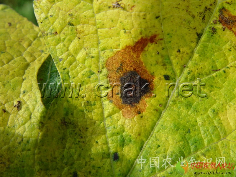 葡萄病害大全 高清 - 植保技术 - 191农资人 - 农技社区服务平台 - 触屏版