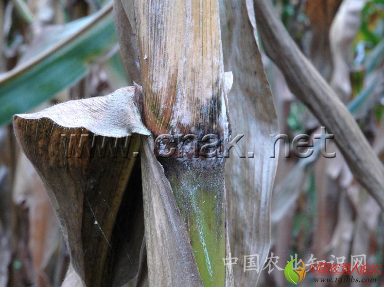 玉米病害大全 高清 - 植保技术 - 191农资人 - 农技社区服务平台 - 触屏版