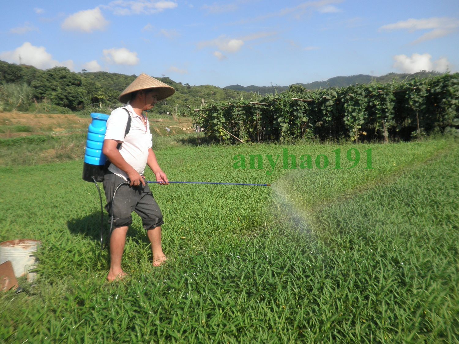 空心菜斜纹夜蛾图片欣赏 - 病虫草图 - 191农资人 - 农技社区服务平台 - 触屏版