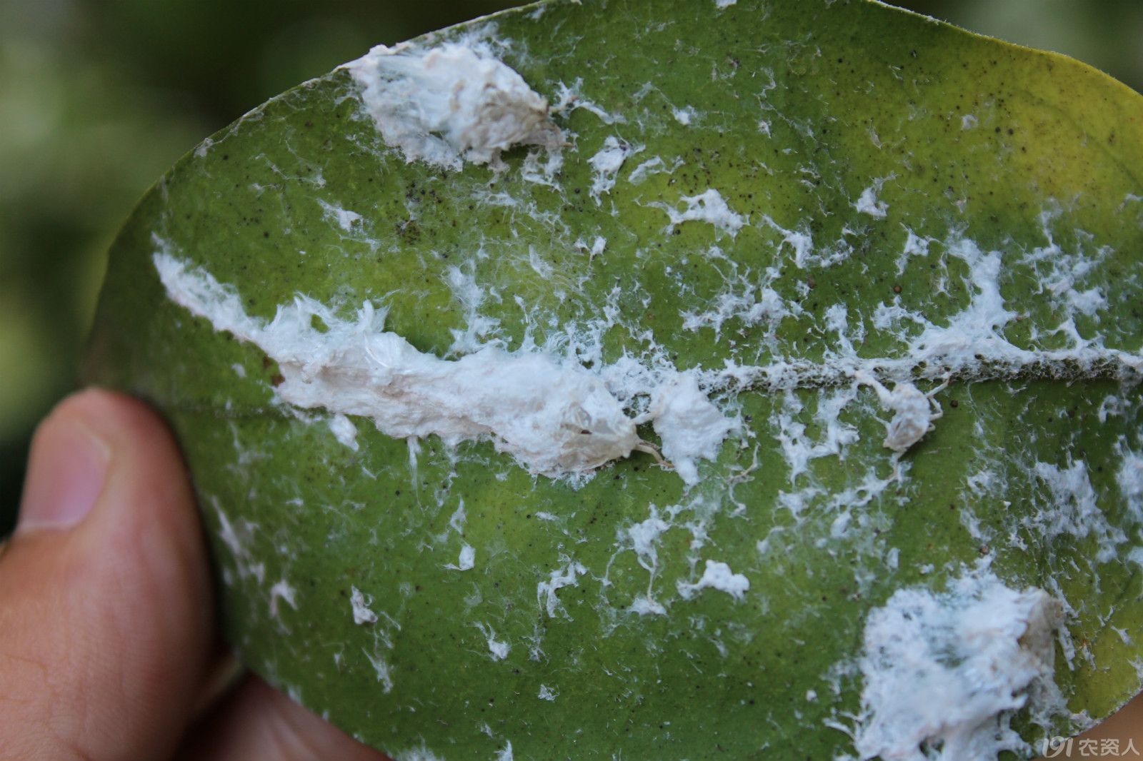 蜜柚虫害与缺素（二） - 病虫草图 - 191农资人 - 农技社区服务平台 - 触屏版