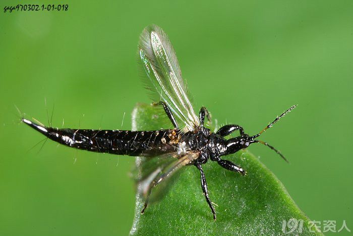 看看你们认识它吗？？？_病虫草图_191农资人 - 农技社区服务平台